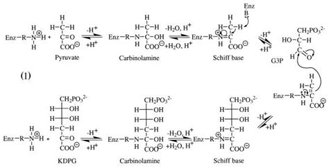 Covalent Intermediate Trapped In 2 Keto 3 Deoxy 6 Phosphogluconate