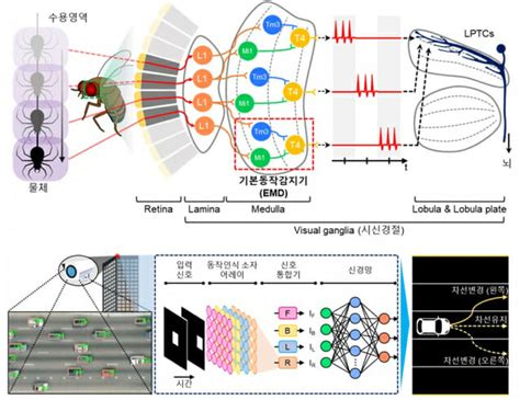 곤충처럼 동작 인식하는 지능형 소자 개발