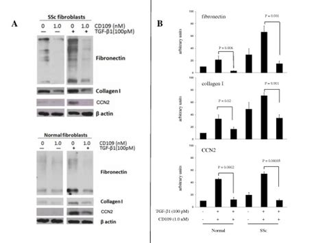 Recombinant Soluble Cd109 Protein Inhibits Transforming Growth Factor Download Scientific