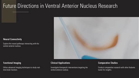 Ventral Anterior Nucleus Ppt Structure Acp Ppt Sample