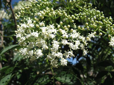 Sambucus Nigra Subsp Canadensis Cultivated Eflora Of India