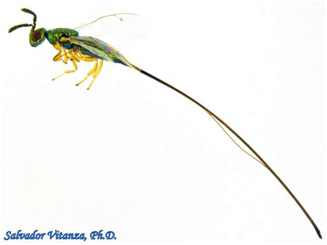 Hymenoptera Pteromalidae Sycoscapter Pteromalid Wasps Female C