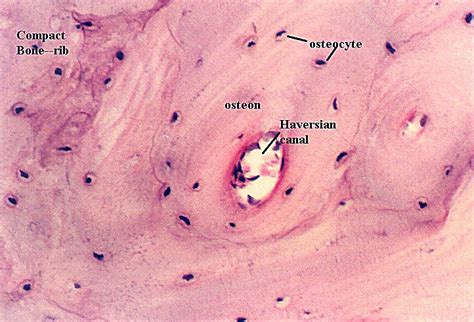Compact Bone Tissue Slide