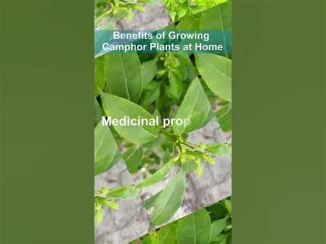 Kapoor Plant Benefits Magical Benefits Of Growing Camphor Plants At