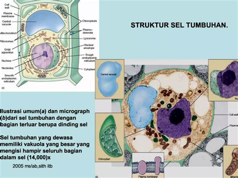 Biologi Selpptx