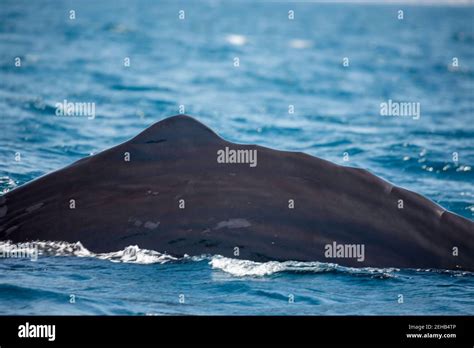 The Dorsal Fin And Peduncle Of A Sperm Whale Physeter Macrocephalus