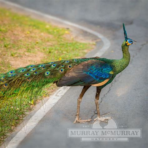 Java Peafowl Peacocks Uk