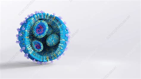 Lipid Nanoparticle Structure Illustration Stock Image F043 2414 Science Photo Library