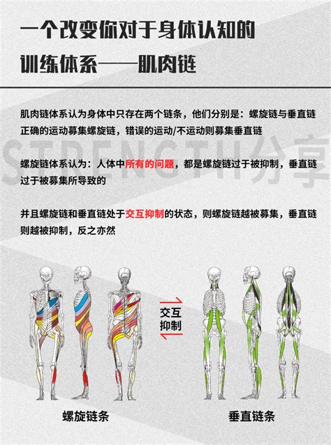 最后3天限时早鸟价 肌肉链线上训练调整课程 知乎