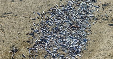 강릉 남대천 물고기 떼죽음…월화교 분수조명 사업 영향 ‘논란