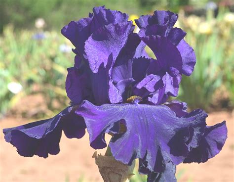 Son Altesse SÉrÉnissime Collection Et Vente Diris Barbus à Biron En