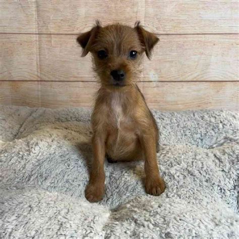Terrier Mix Puppies For Sale Tullys Kennels