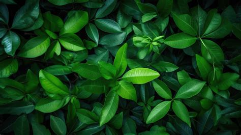 절묘한 벽지 화려한 열대 숲 나뭇잎 질감 열대 정글 정글 잎 정글 식물 배경 일러스트 및 사진 무료 다운로드 Pngtree