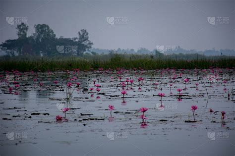 红莲花海