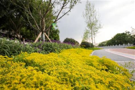 重庆高新区：来白市驿半边街公园寻找最美春天 新重庆客户端