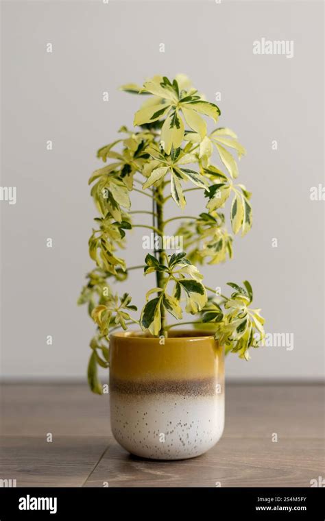 A Beautiful Variegated Schefflera Plant Displayed In A Modern Yellow