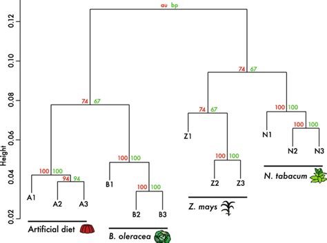 Hierarchical Cluster Dendrogram Using Multiscale Bootstrap Resampling