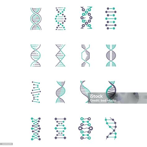 Dna 나선 보라색과 청록색 색상 아이콘 세트 데옥시리보핵 핵산 구조 나선형 가닥 염색체 분자 생물학 유전 코드 게놈 유전학 격리된 벡터 일러스트레이션 산성에 대한 스톡