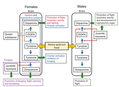 Sex Specific Regulatory Systems For Dopamine Production In The Honey Bee