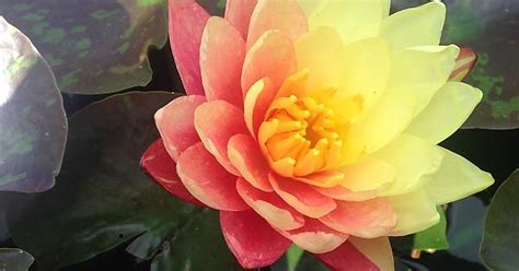 Nymphaea Wanvisa Imgur