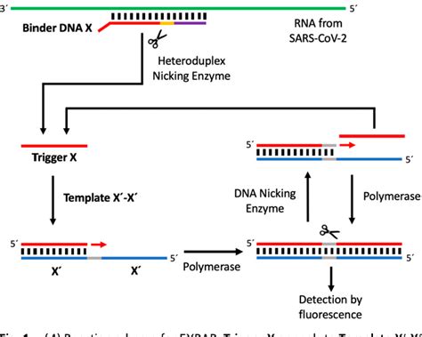 Figure 1 From Ultrarapid Detection Of Sars Cov 2 Rna Using A Reverse Transcriptionfree
