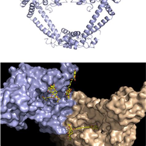 Microcin B17 A Primary Structure B Proposed 3 D Structure Adapted