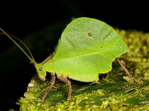 Leaf Mimicking Katydid Typophyllum Mortuifolium Insects Bugs And