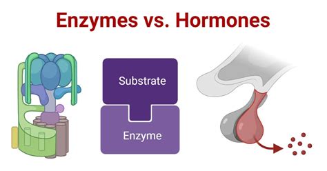 Enzymes Examples