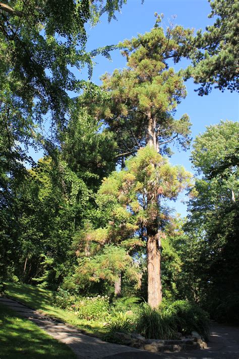 Japanese Cedar Medium Tree Seedling