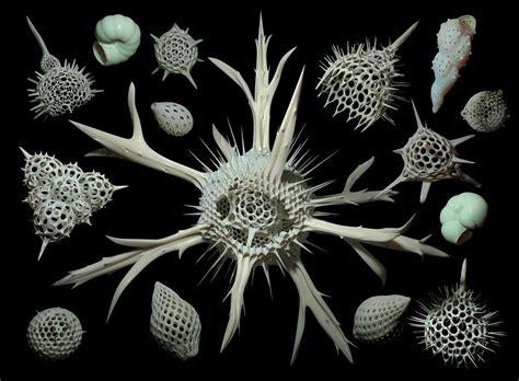 Radiolaria And Foraminifera Digital Art By Eldar Zakirov Fine Art America