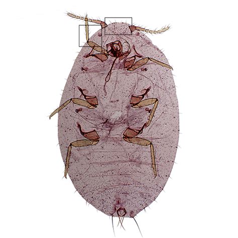 Paracoccus Mexicanus