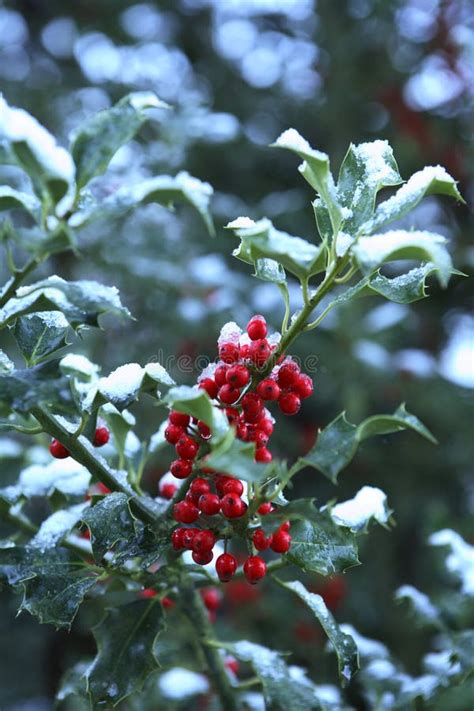 Holly With Snow Stock Image Image Of Christmas Cold