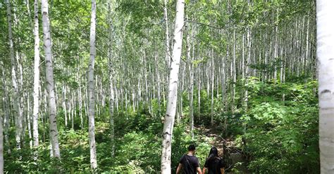 순백 수피와 연둣빛 새잎의 조화 인제 자작나무숲 5월 4일 개방