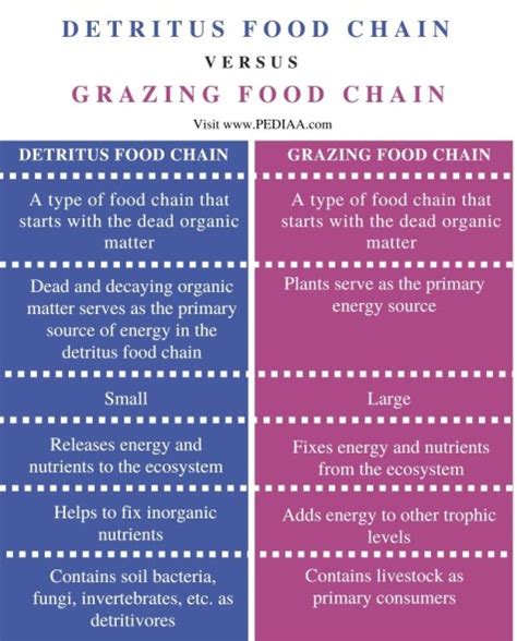 What Is The Difference Between Detritus And Grazing Food Chain Pediaacom