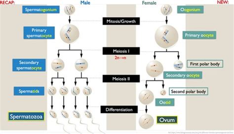 Biol 204 Purdue Exam 4 Flashcards Quizlet
