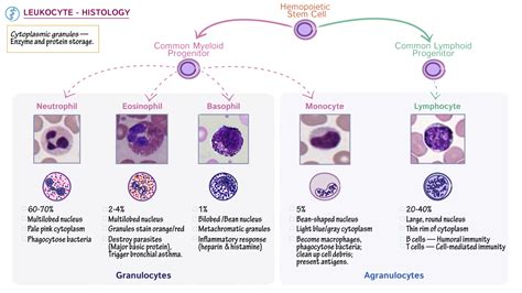 Leukocytes Histology
