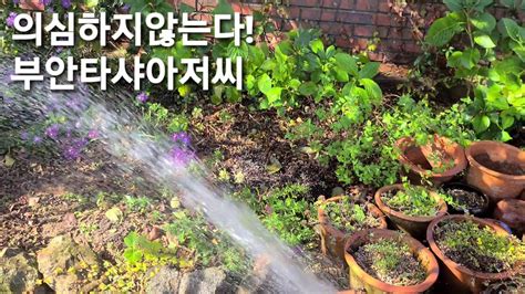 가을 단풍 정원 과 꽃을보며 타샤튜더 처럼 살고싶은 부안타샤아저씨의 정원가꾸기 인사동고갤러리 부안카페 부안커피숍 부안가볼만한곳 아름다운정원 빈티지토분