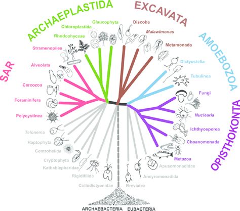 A View Of Eukaryote Phylogeny Reflecting The Classification Presented
