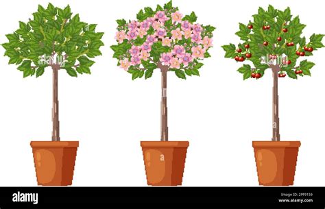 Stages Of Cherry Tree Growth Vector Illustration Stock Vector Image Art Alamy