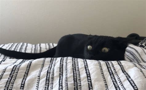 Our Favorite Cat Memes Of Cats Airplane Ears
