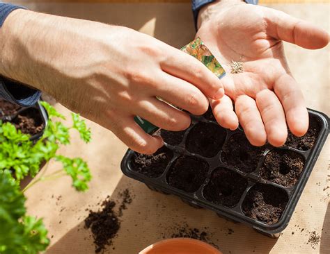 Reusing Garden Seeds Is It Ok And Does It Work