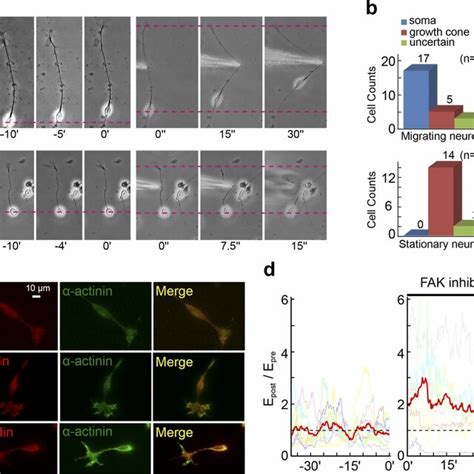 The Role Of Substrate Adhesion In Neuronal Migration And Force Download Scientific Diagram
