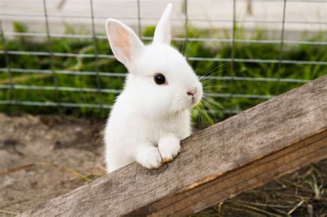How often should you take your bunny to the vet? | Torrance Vets