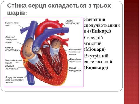 Серце Положення і будова серця людини презентация онлайн