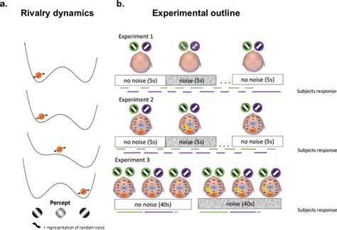 A Representation Of Rivalry Dynamics Binocular Rivalry Can Be Download Scientific Diagram