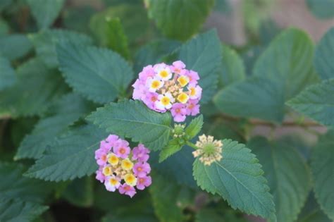 ランタナ ひげ爺の花便り