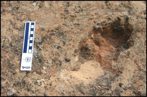 Deep Chirothere Pes Impression At Stop 2 Showing Differing Lengths Of Download Scientific