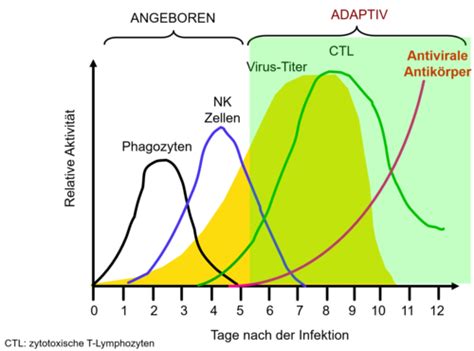 3 Adaptive IA B Lymphozyten Karteikarten Quizlet