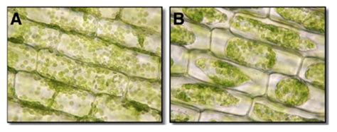 Elodea In Salt Water And Distilled Water