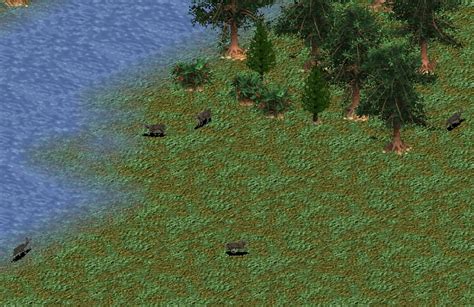 Siberian Musk Deer Zooberry